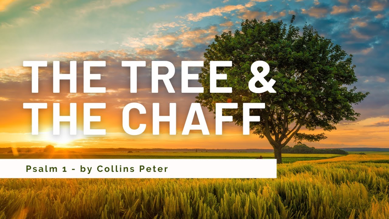 The Tree and the Chaff - Westbank Bible Chapel